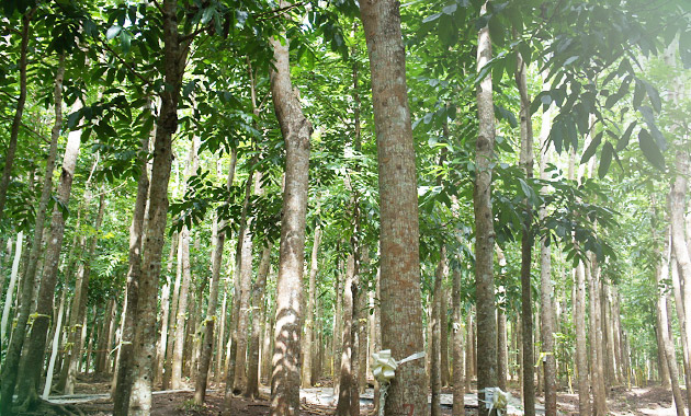 PH’s rapidly growing construction industry needs fast-growing trees; DOST fast-tracks studies ...
