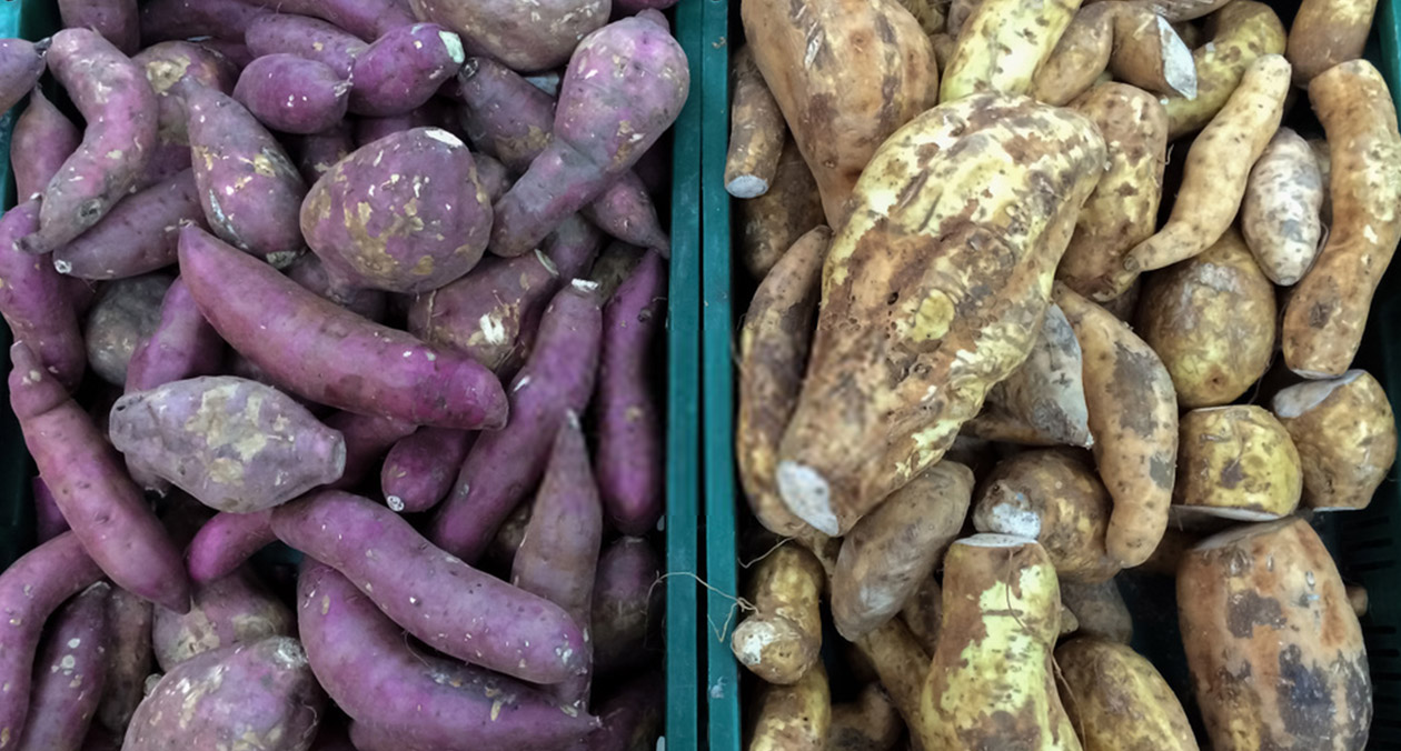 How to thrive in the age of climate change: Roots and tuber crops are ...