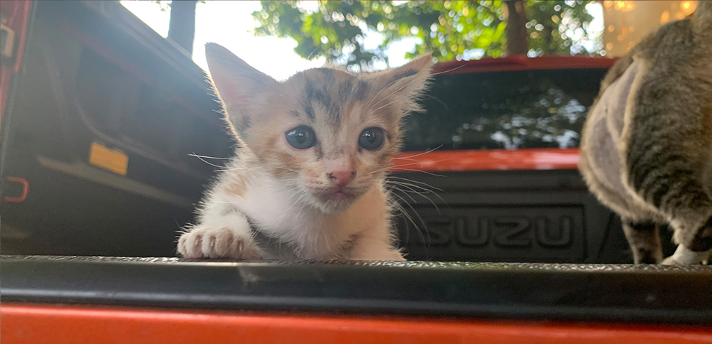 ‘Brrr’ months are also the ‘purrfect’ time for cats to shelter in your ...