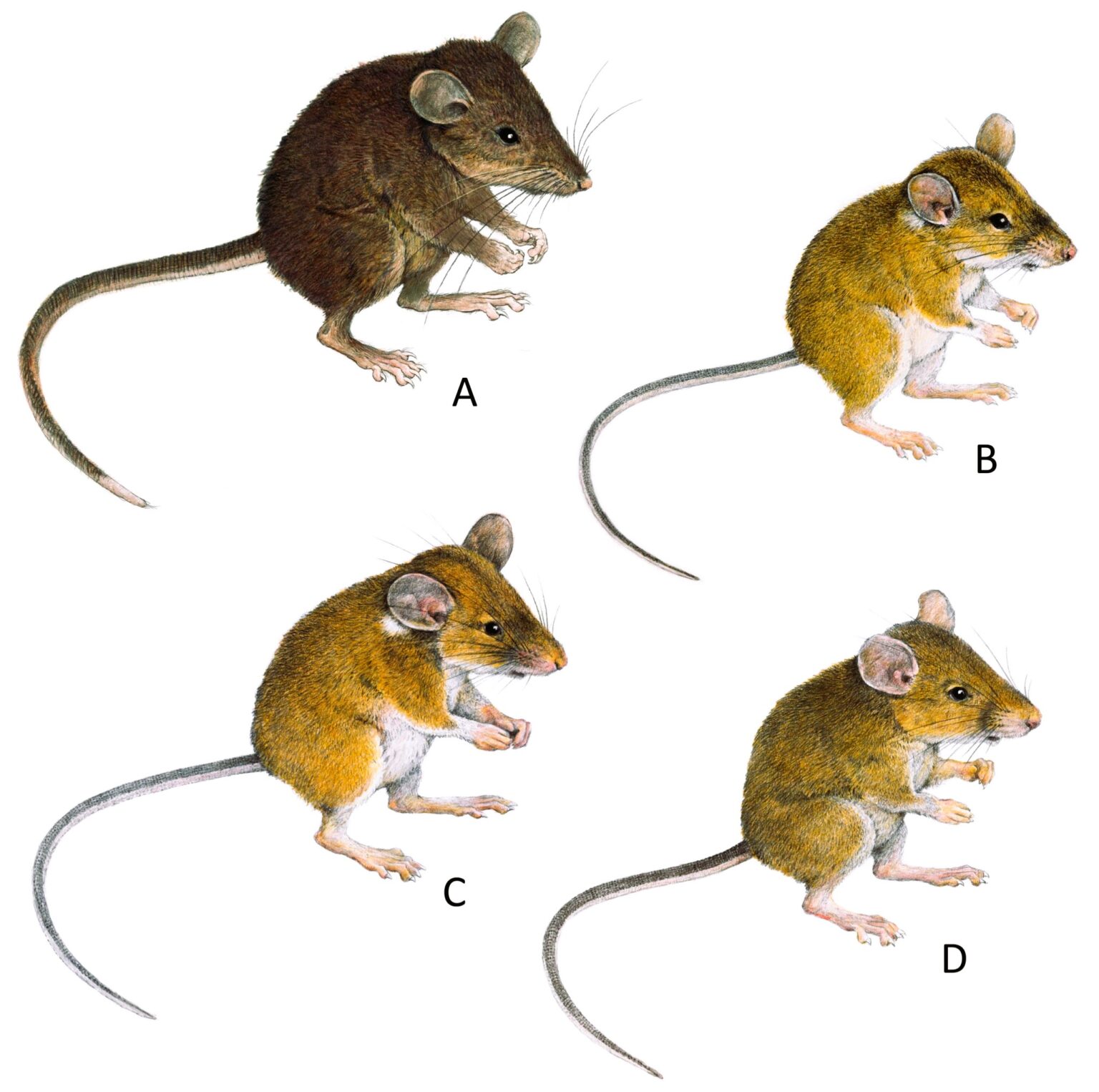 UP biologists help discover new mice species in Mindoro | TESSDrive™