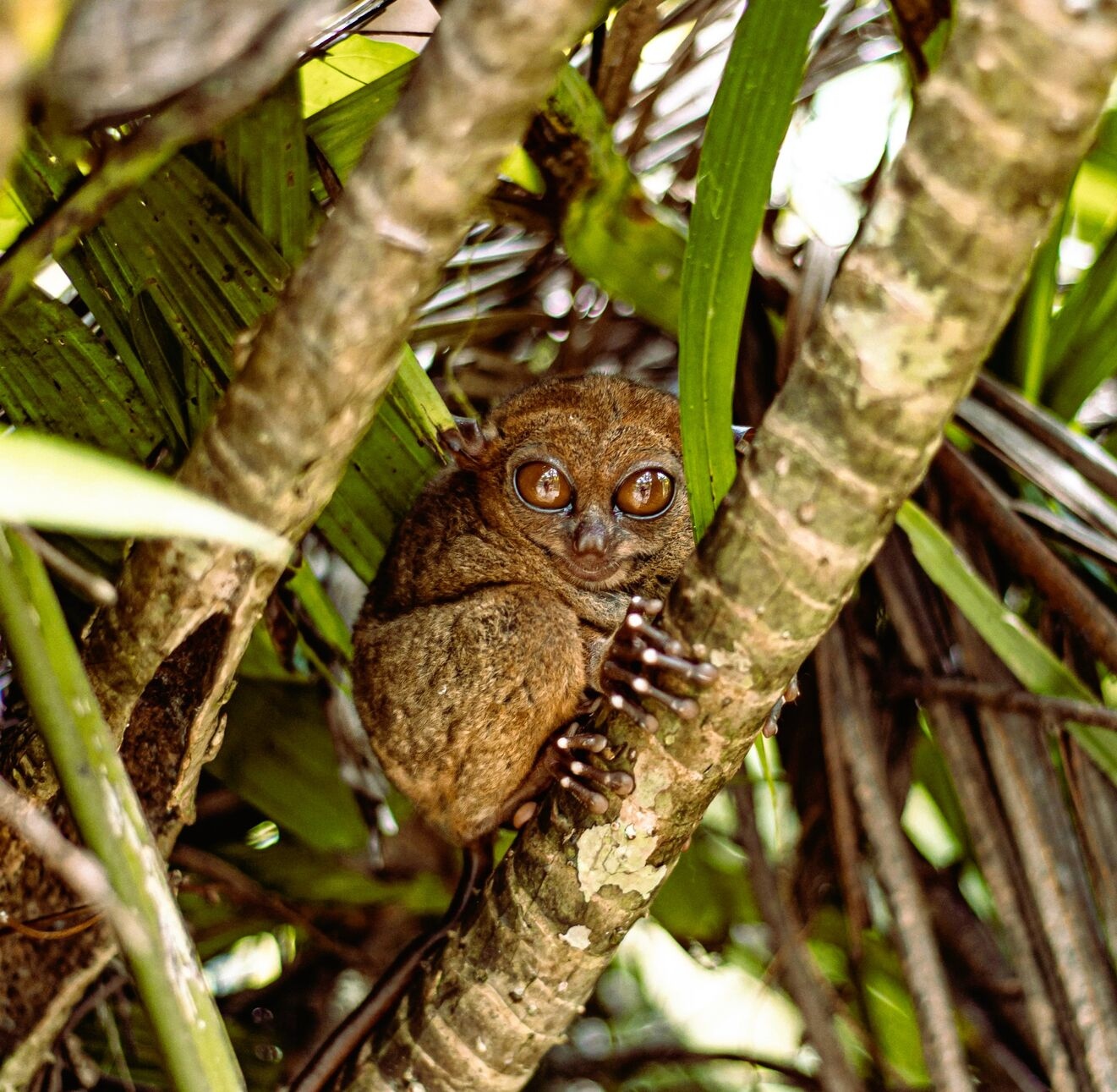 Study finds social media vital for PH tarsier conservation | TESSDrive™